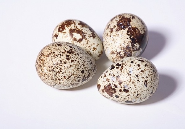 Vente oeufs et chair de caille